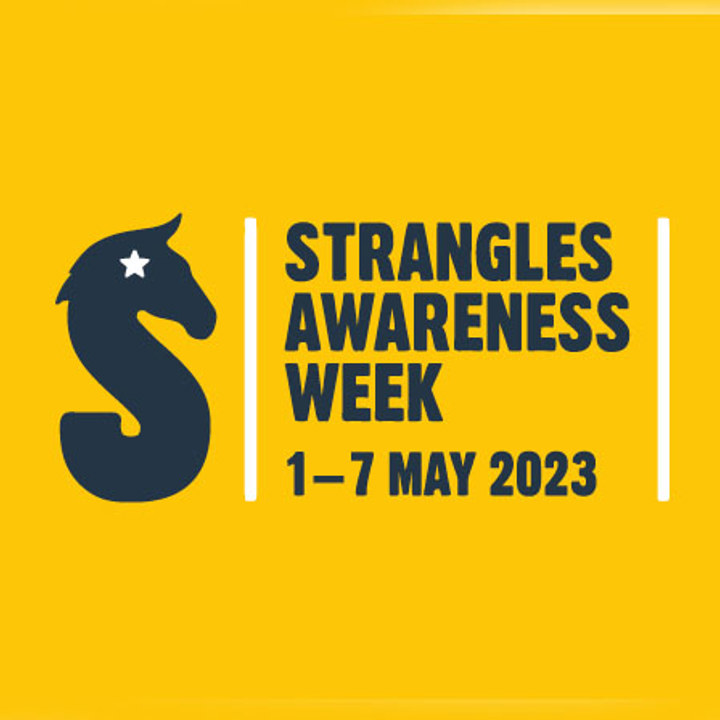 Strangles In Horses: Signs & Symptoms | The British Horse Society