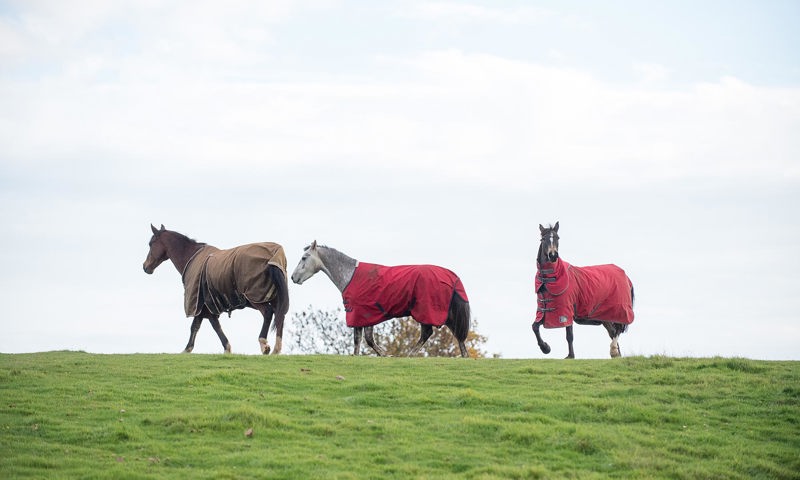 Horse Rugging Guide UK: When To Rug Horses | The British Horse Society