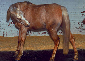 Our welfare work | The British Horse Society