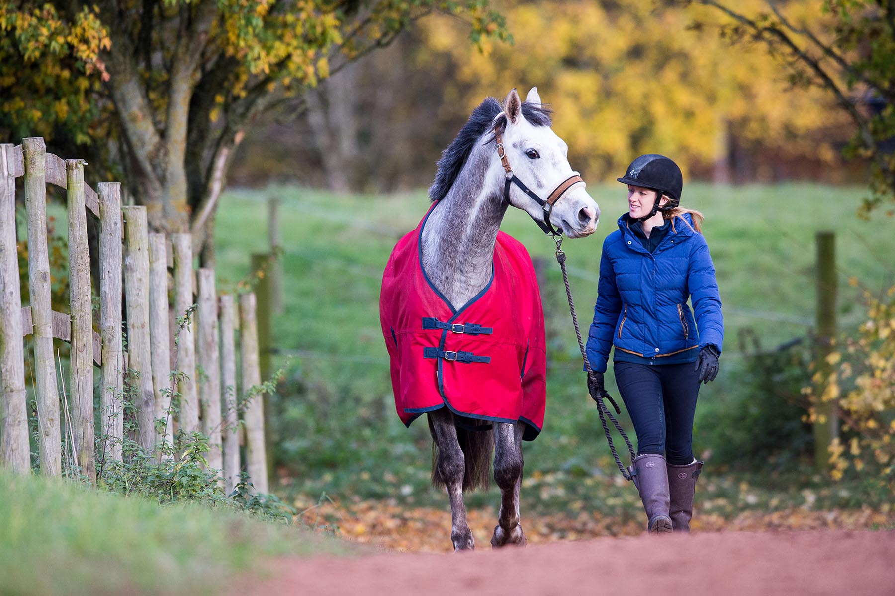 Strangles | The British Horse Society
