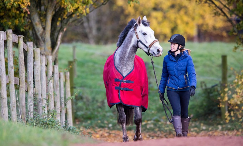Strangles In Horses: Signs & Symptoms | The British Horse Society