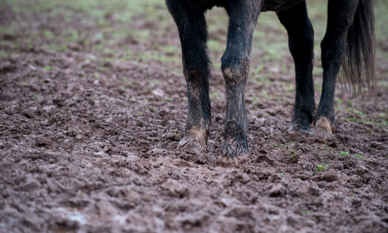 Mud Fever In Horses: Signs & Causes | The British Horse Society