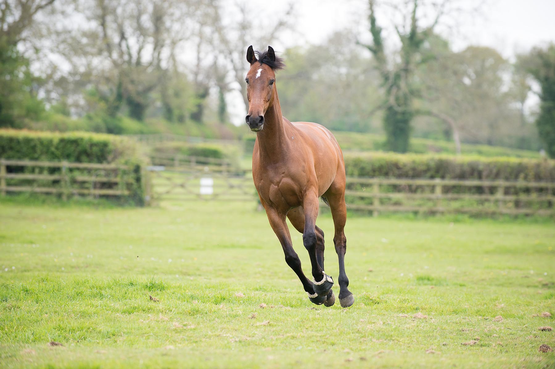 Horse fitness | The British Horse Society