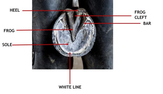 Horse Hoof Anatomy Chart Horse Hoof Anatomy Chart