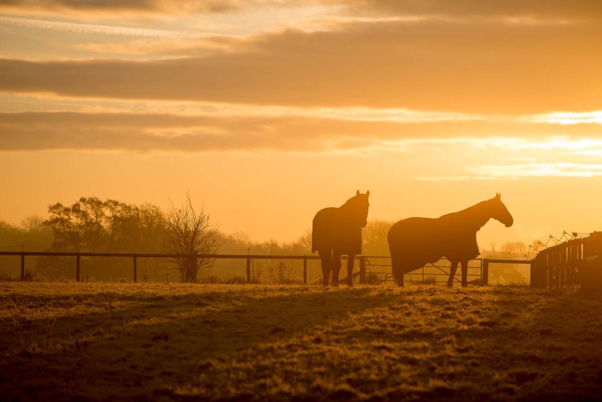 Horse Rider Insurance: FAQs | The British Horse Society