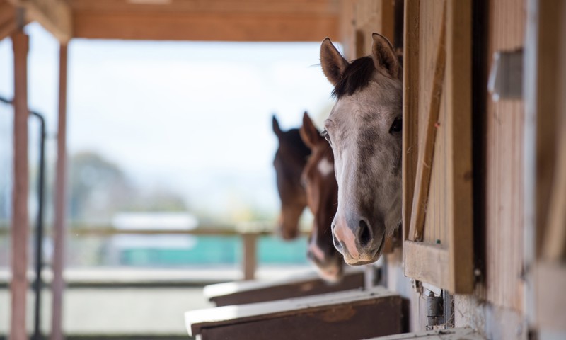 Swallowfield Equestrian | BHS Approved Centre | The British Horse Society
