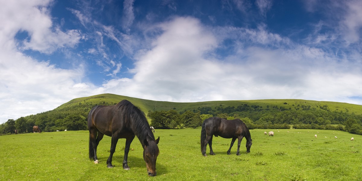 Equine Grass Sickness: Signs & Treatment | The British Horse Society