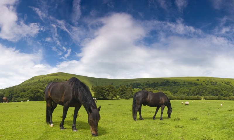 Equine Grass Sickness: Signs & Treatment | The British Horse Society