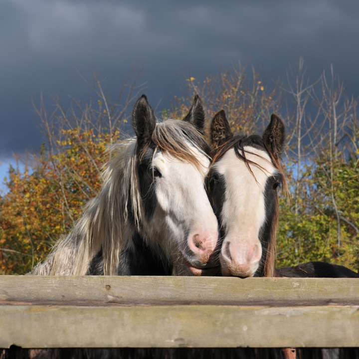 Strangles In Horses: Signs & Symptoms | The British Horse Society