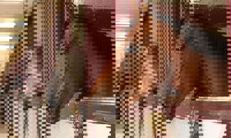 Why choose a BHS Approved Livery Yard? | The British Horse Society