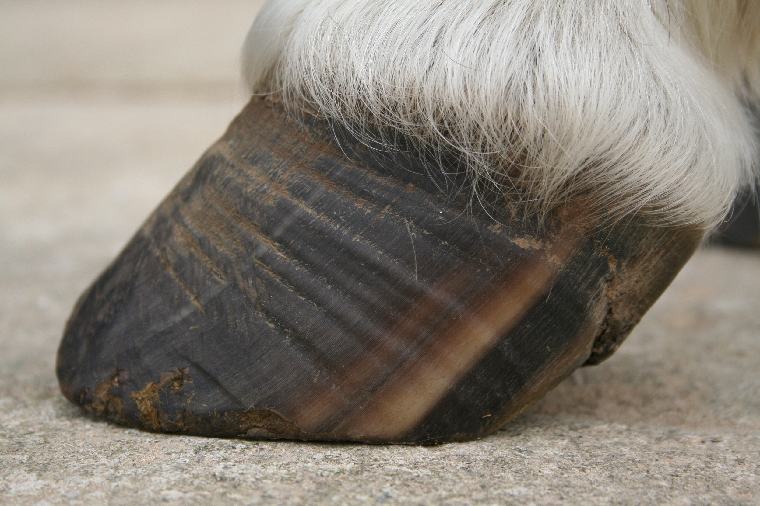 Hoof anatomy | The British Horse Society