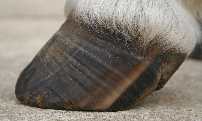 Hoof anatomy | The British Horse Society