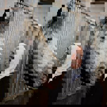 Why choose a BHS Approved Livery Yard? | The British Horse Society