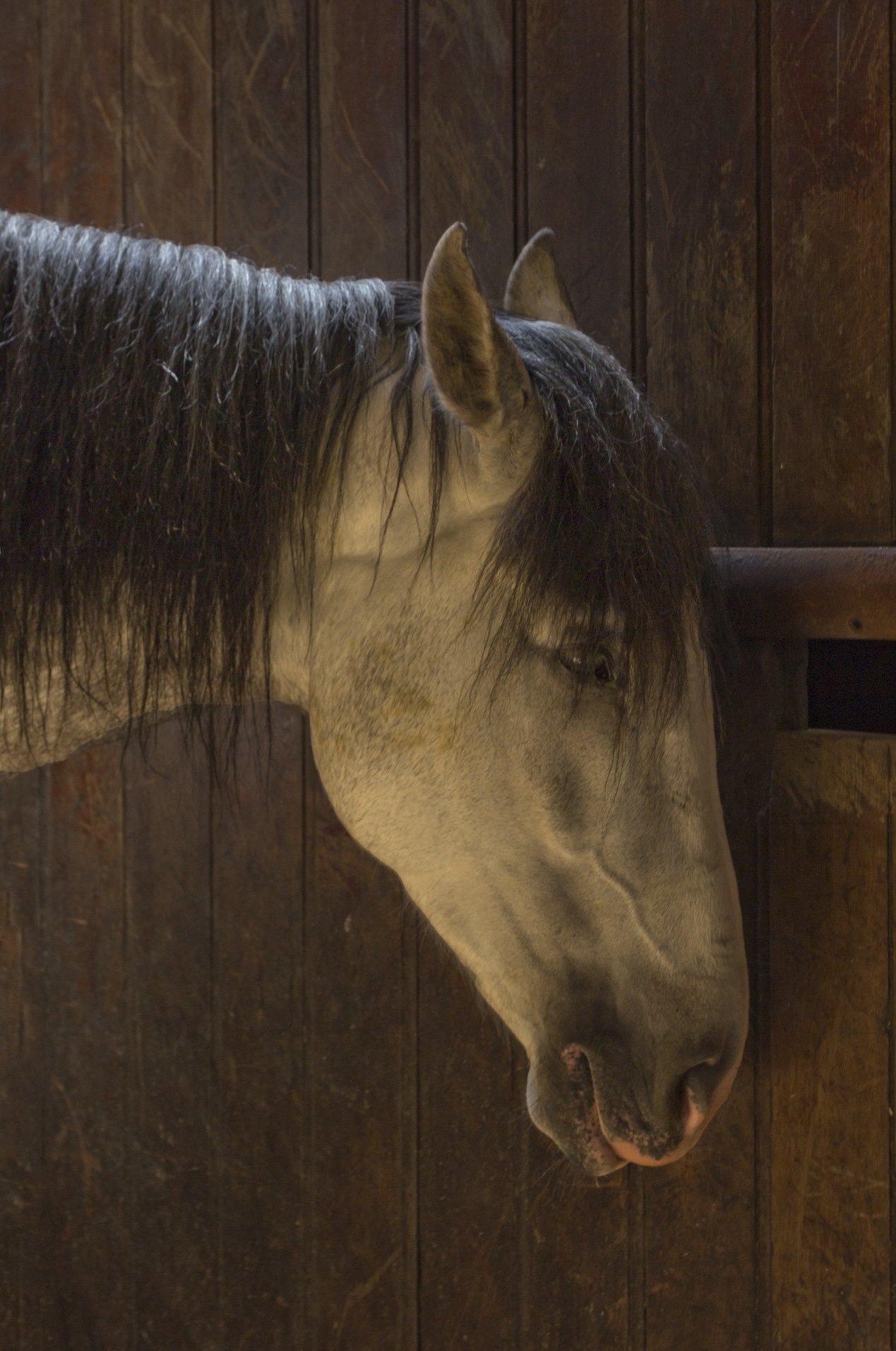 Acorn Poisoning | The British Horse Society