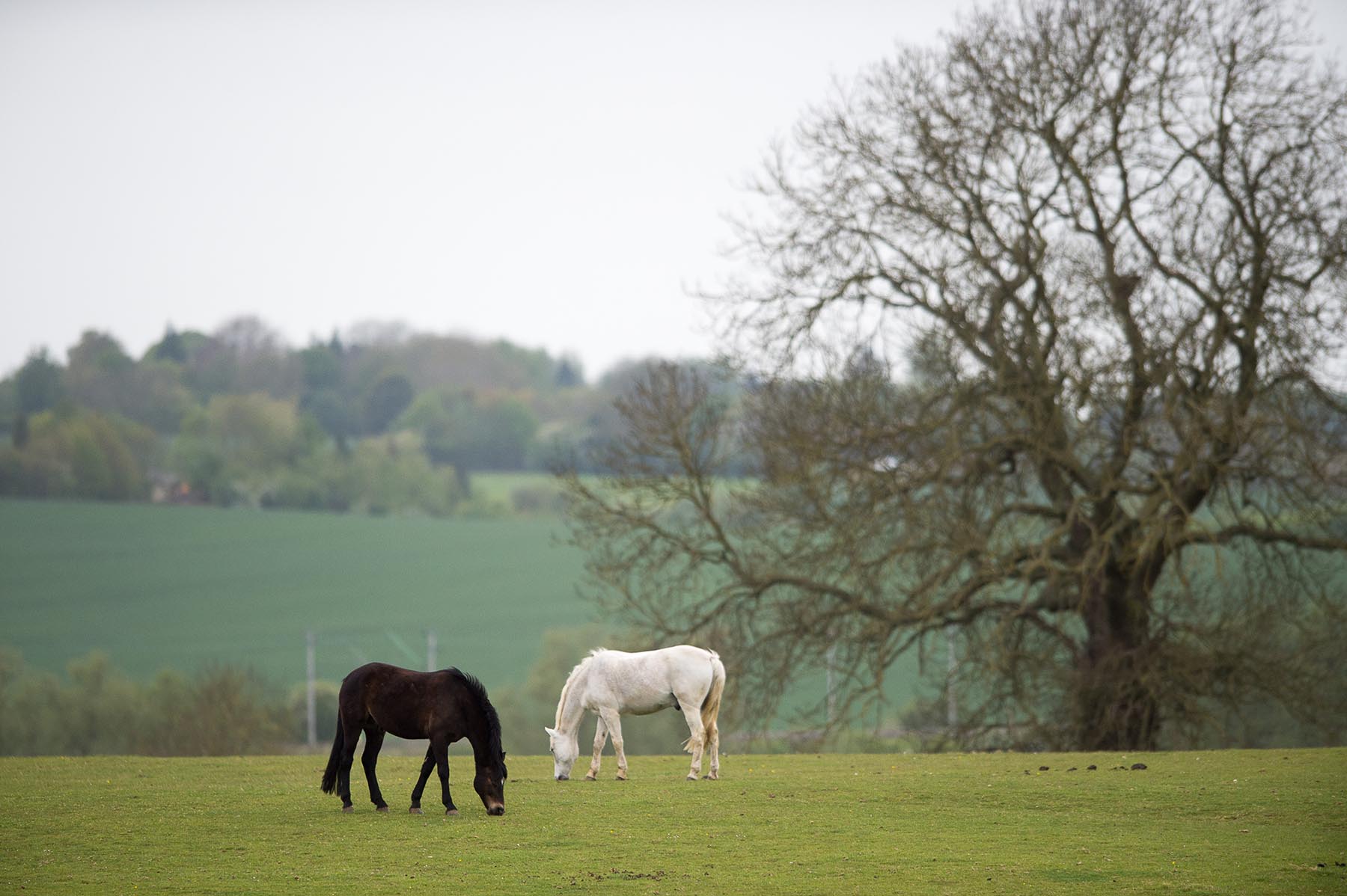 Companionship and Socialising | The British Horse Society
