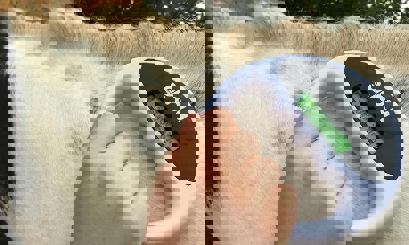 Horse Microchip: Central Equine Database | The British Horse Society