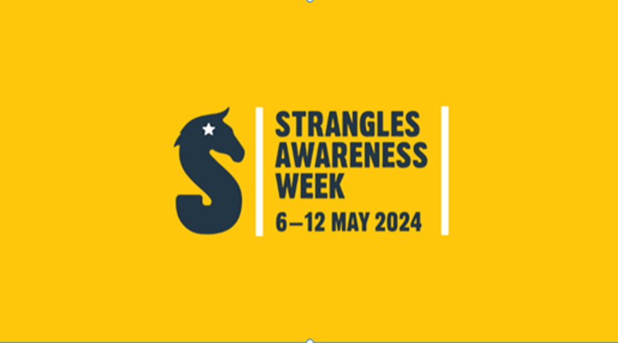 Strangles In Horses: Signs & Symptoms | The British Horse Society