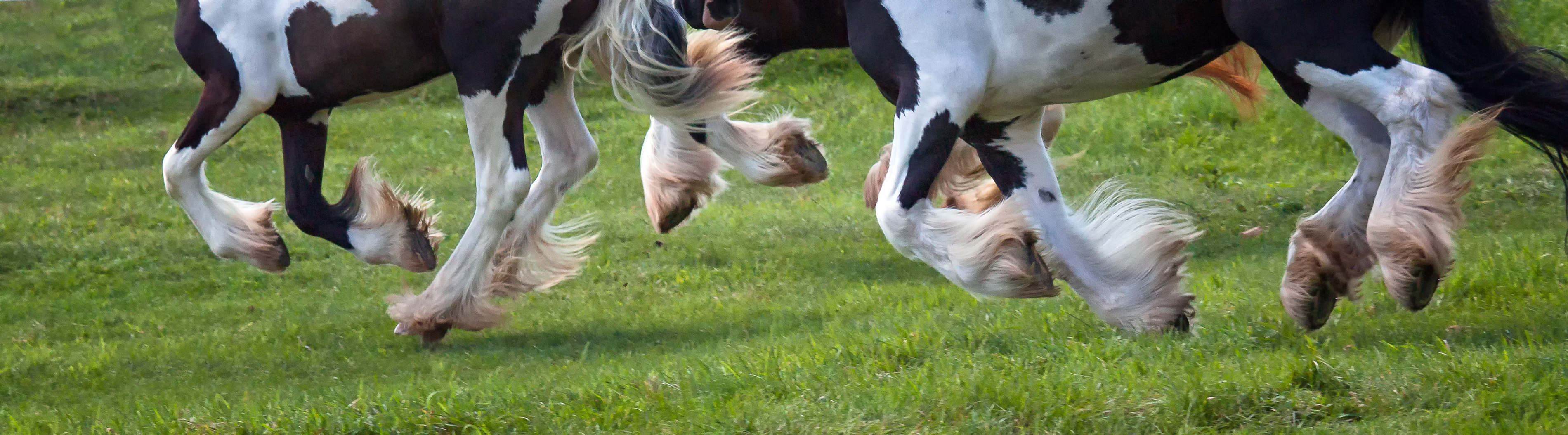 Thrush | The British Horse Society